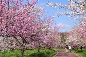 Ayabe – The City in Kyoto Filled with Hidden Gems