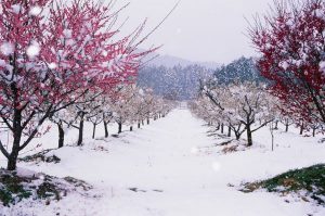 Ayabe – The City in Kyoto Filled with Hidden Gems