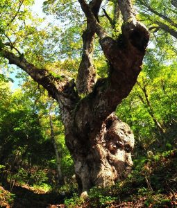 Ayabe – The City in Kyoto Filled with Hidden Gems
