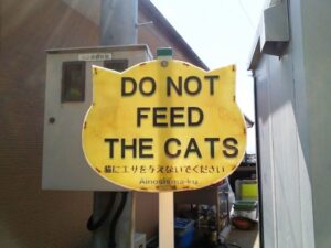 Ainoshima – A Guide to Kyūshū’s Most Famous Cat Island 2026