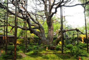 Hōsen-in and Its Amazing Gardens and Blood-Stained Ceiling