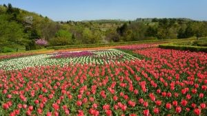 The Hidden Flower Spots in Ichinoseki That You May Not Know