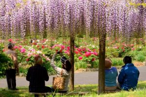 The Hidden Flower Spots in Ichinoseki That You May Not Know