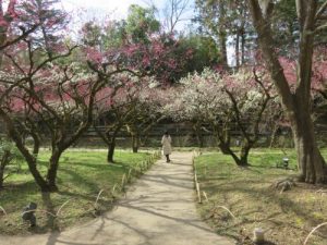 The Top Plum Blossom Spots in Ayabe City in Kyoto